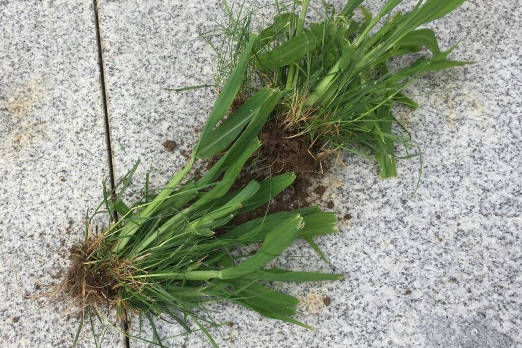 Schelfhout Graszoden Hanepoot of zevenblad in het gazon | Schelfhout ...